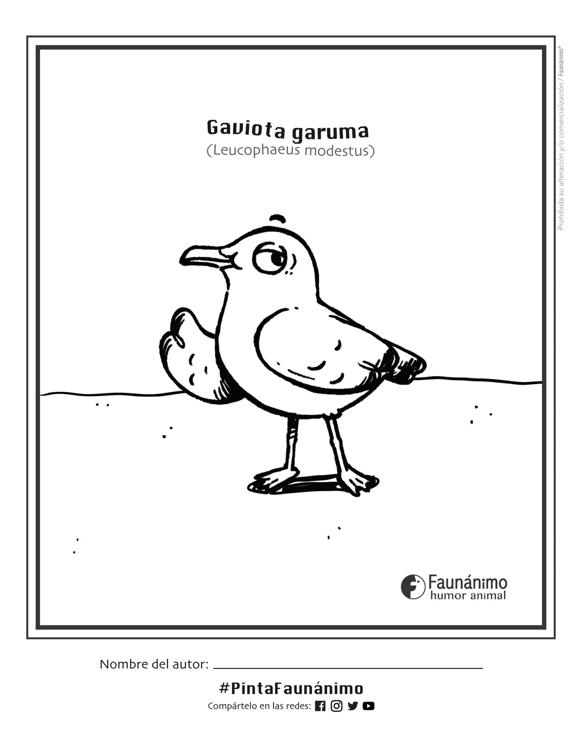 Gaviota Garuma Coloreable | Dibujos para pintar – Faunánimo